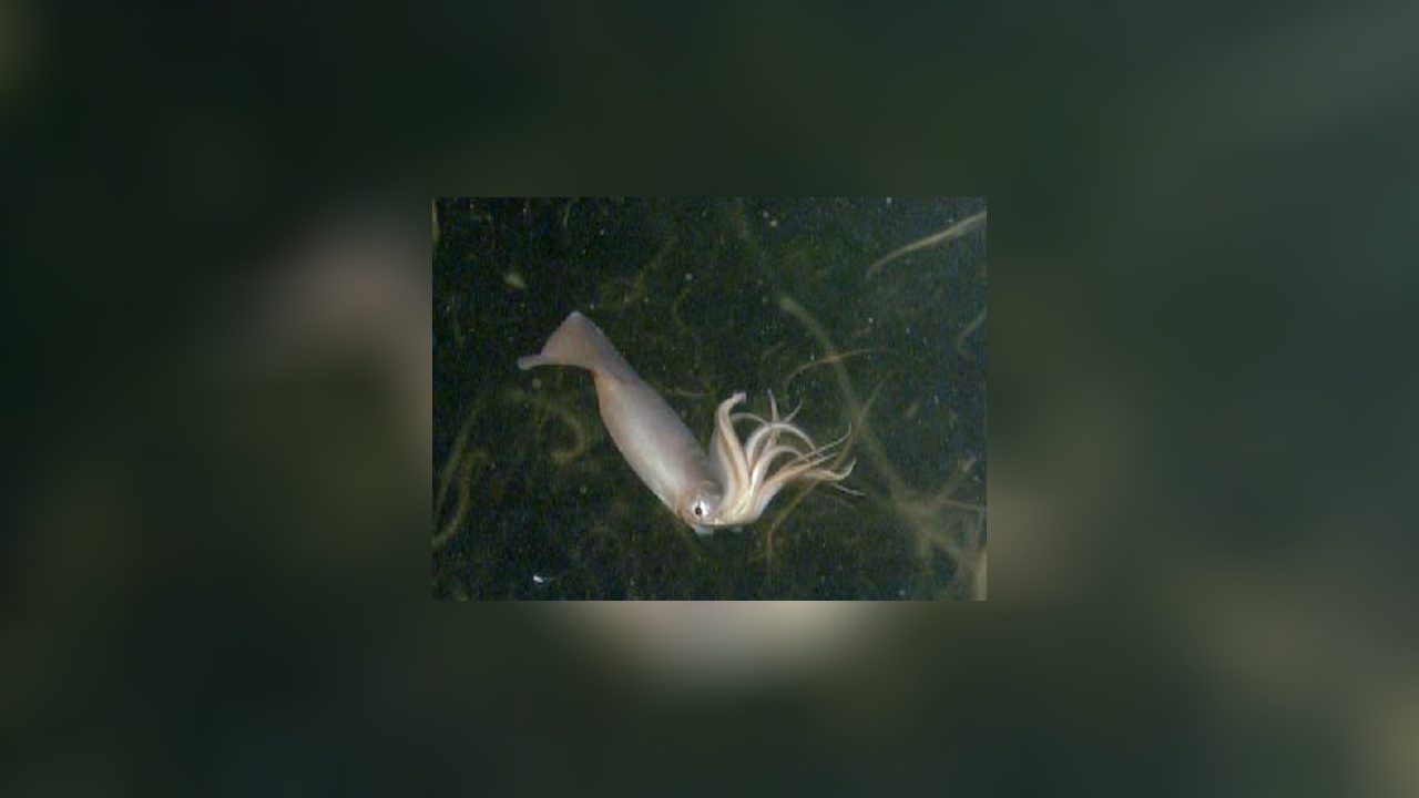 Dosidicus gigas Jumbo flying squid