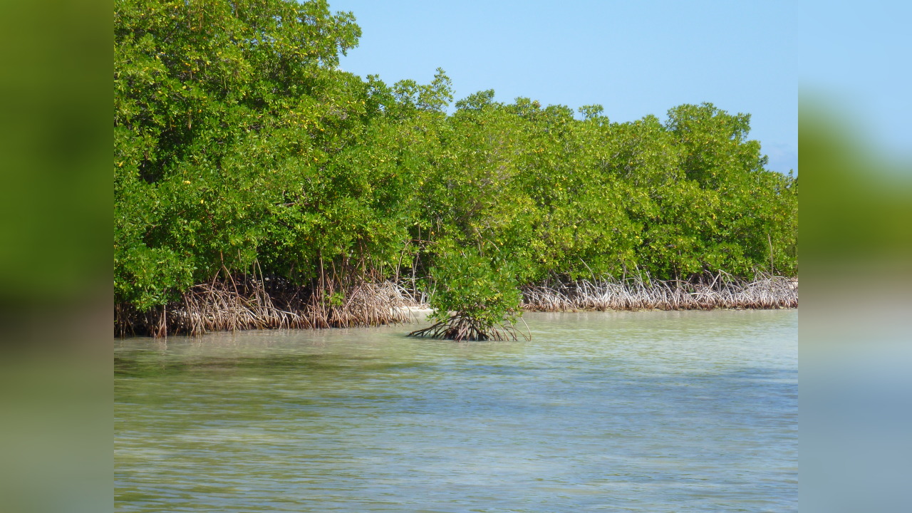 Rhizophora racemosa Red Mangrove, American Mangrove