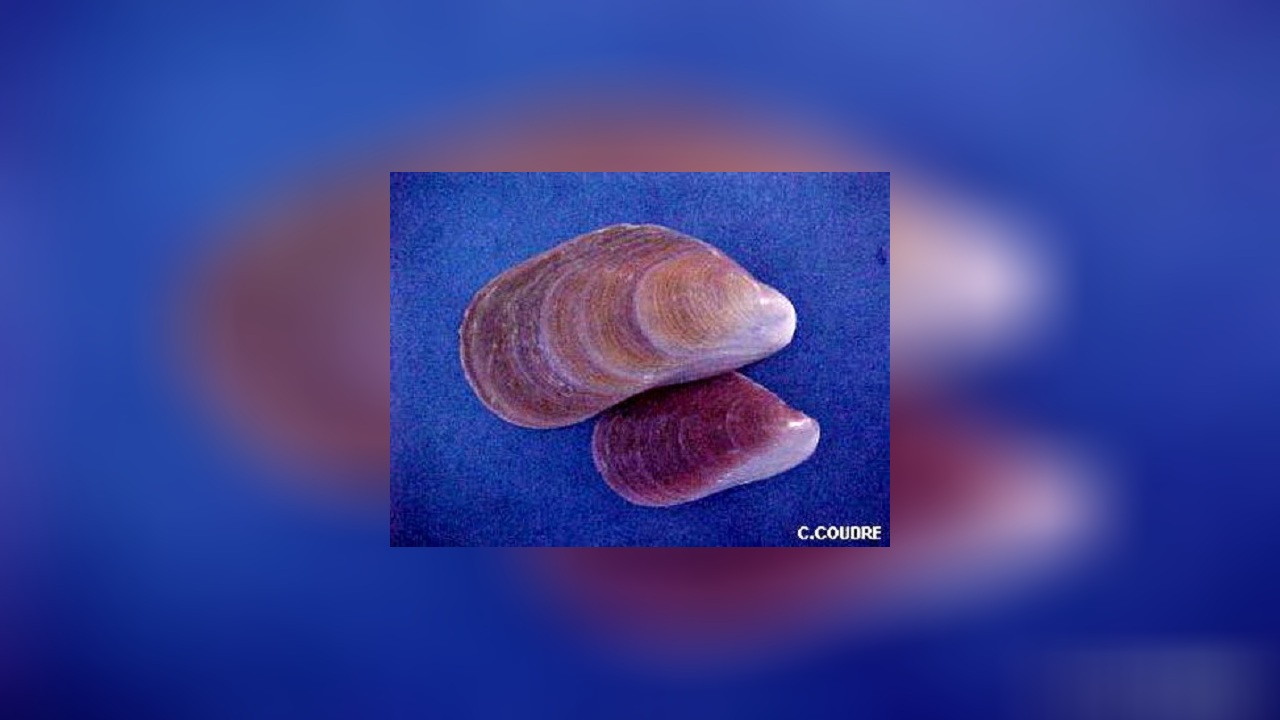 Modiolus barbatus Pferdemuscheln