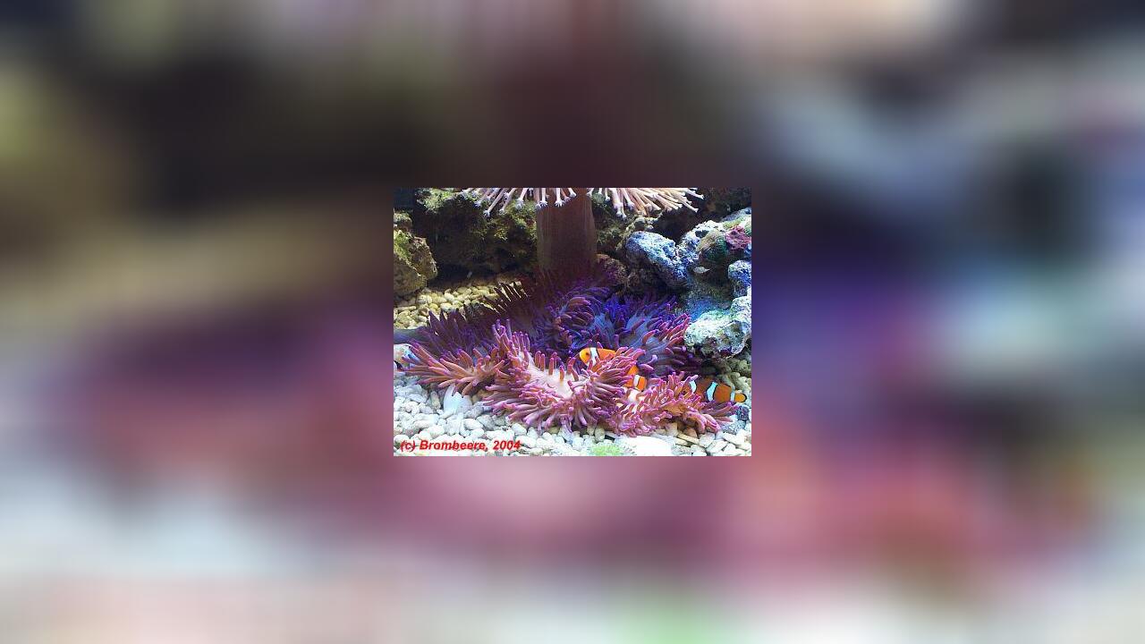 Heteractis malu Sebae Anemone, Leathery sea anemone