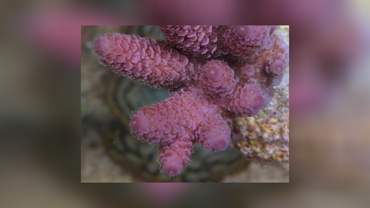 Acropora digitifera Stony corals