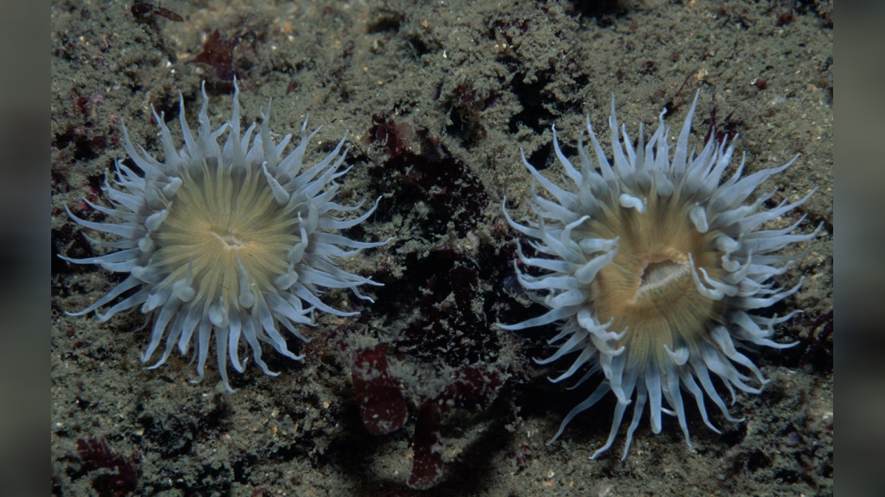 Actinothoe sphyrodeta See Anemone