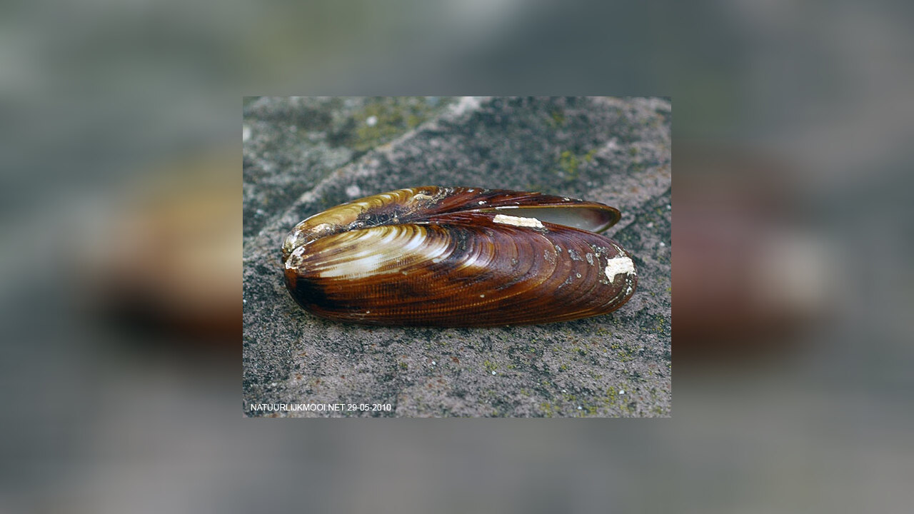 Lithophaga lithophaga date mussel,date shell