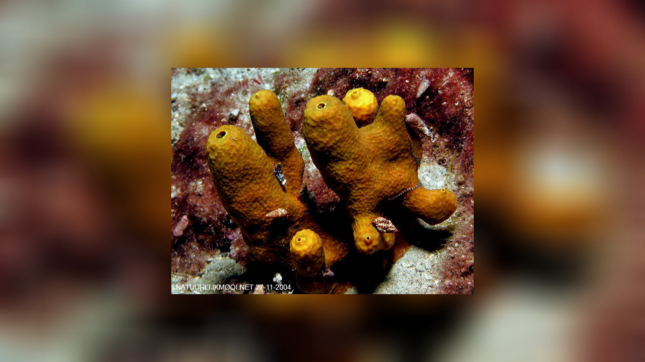 Aplysina aerophoba Yellow Tube Sponge, Aureate Sponge