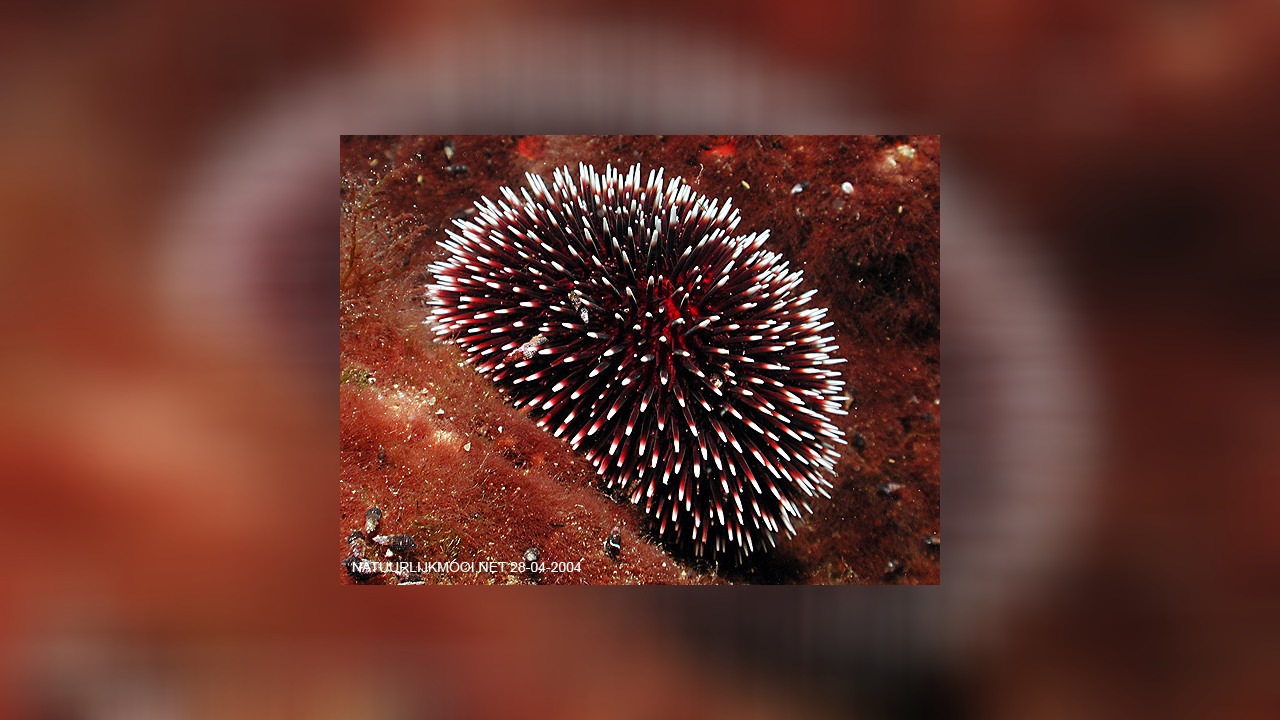 Sphaerechinus granularis Violetter Seeigel