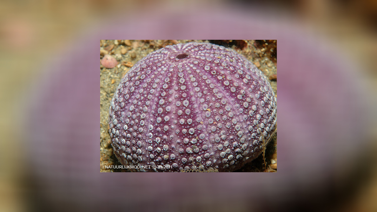 Sphaerechinus granularis Violetter Seeigel