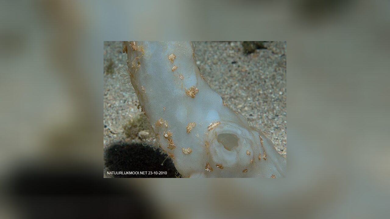 Phallusia mammillata White warty seasquirt