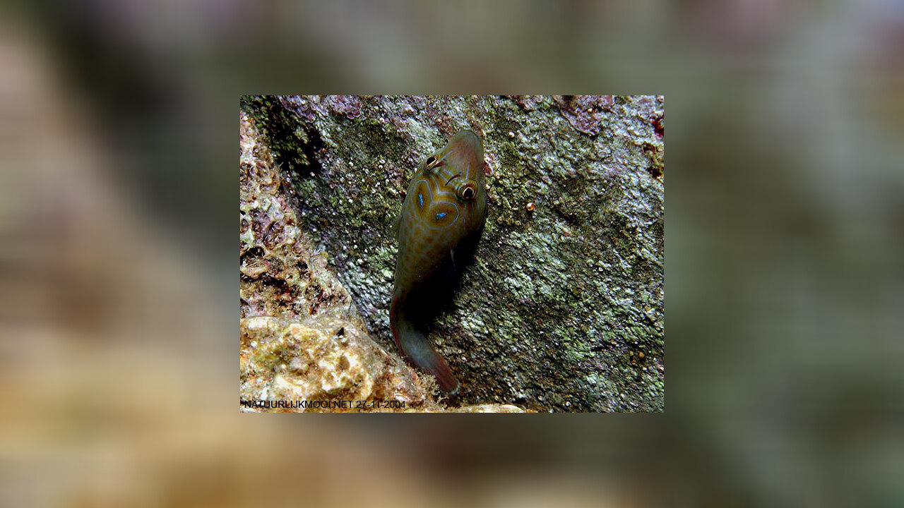Lepadogaster lepadogaster Cornish Sucker, Shore Clingfish