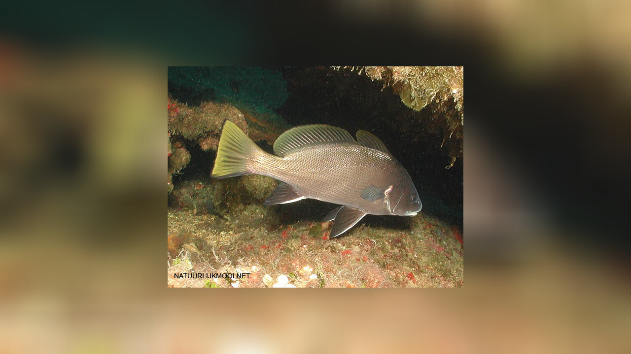 Sciaena umbra Meerrabe