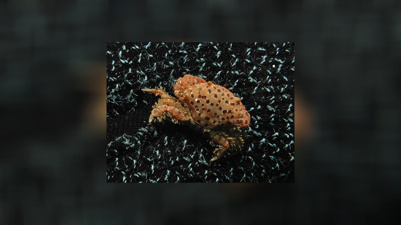 Xantho pilipes Glatte Steinkrabbe