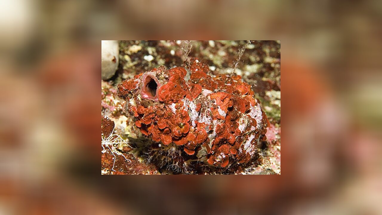 Microcosmus sabatieri Seescheide