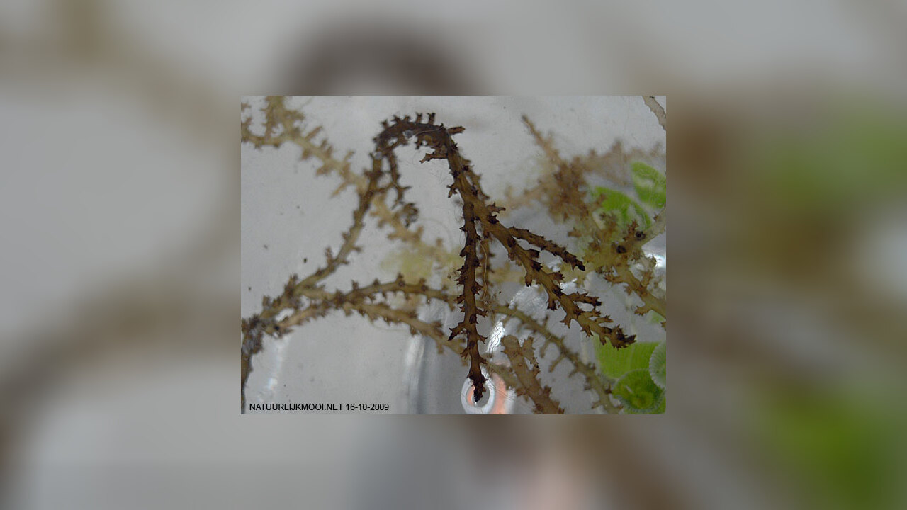 Acanthophora spicifera Spiny seaweed