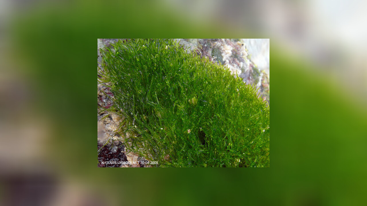 Chaetomorpha antennina Alga