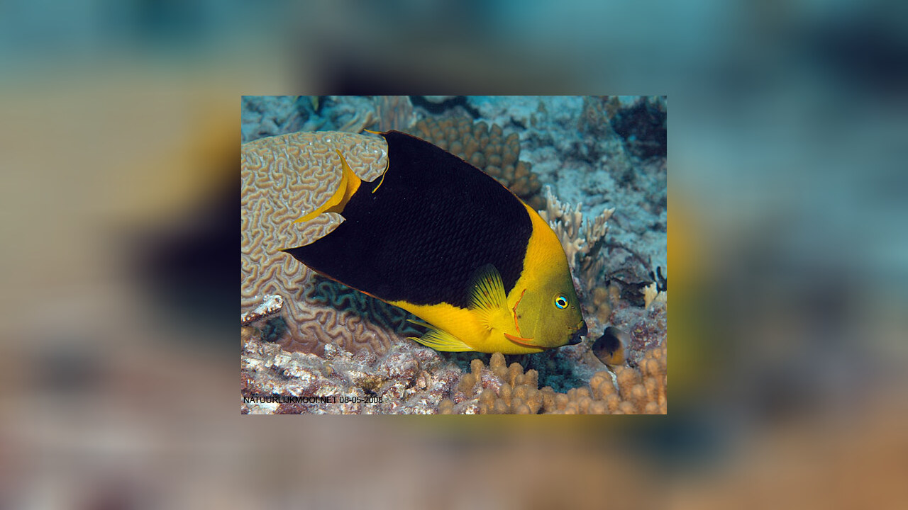 Holacanthus tricolor Angelfish, Corn Sugar, Coshubba, Rock Beasty, Rock ...