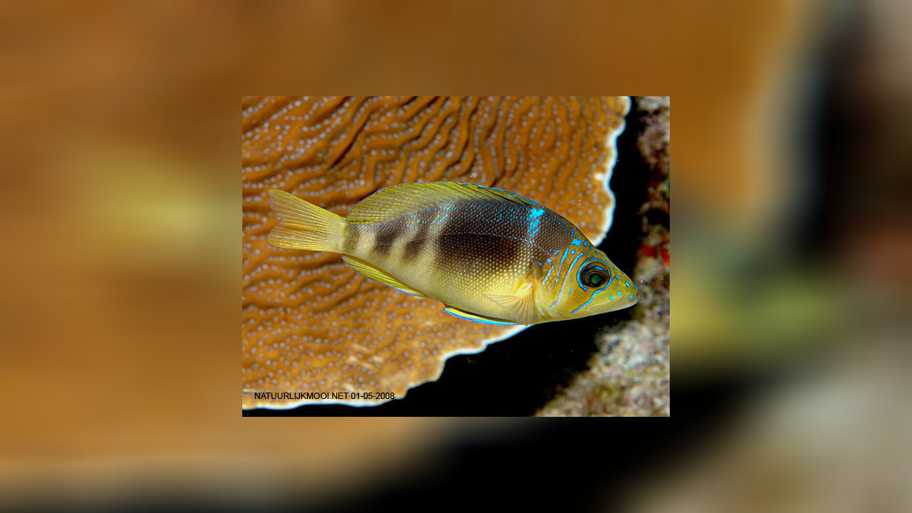 Hypoplectrus puella Barred hamlet