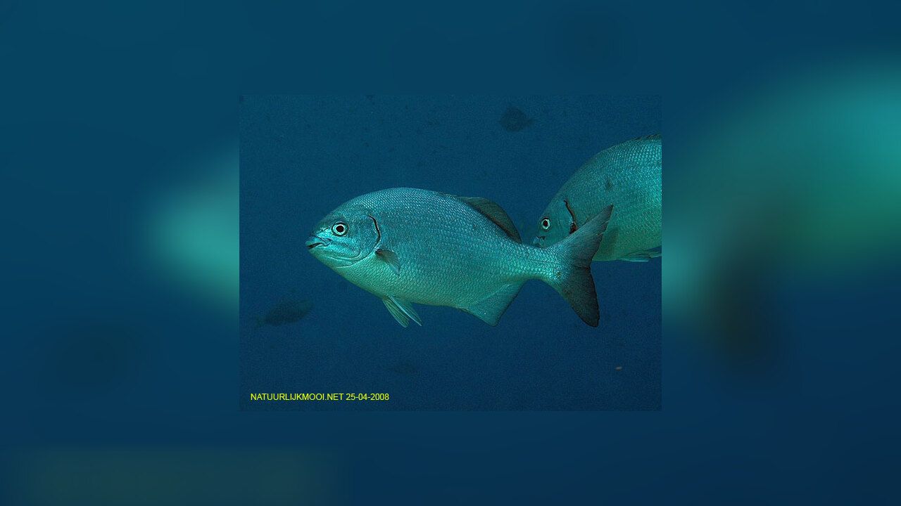 Kyphosus sectatrix Beaked Chub, Bermuda Chub, Bermuda Sea Chub, Grey ...