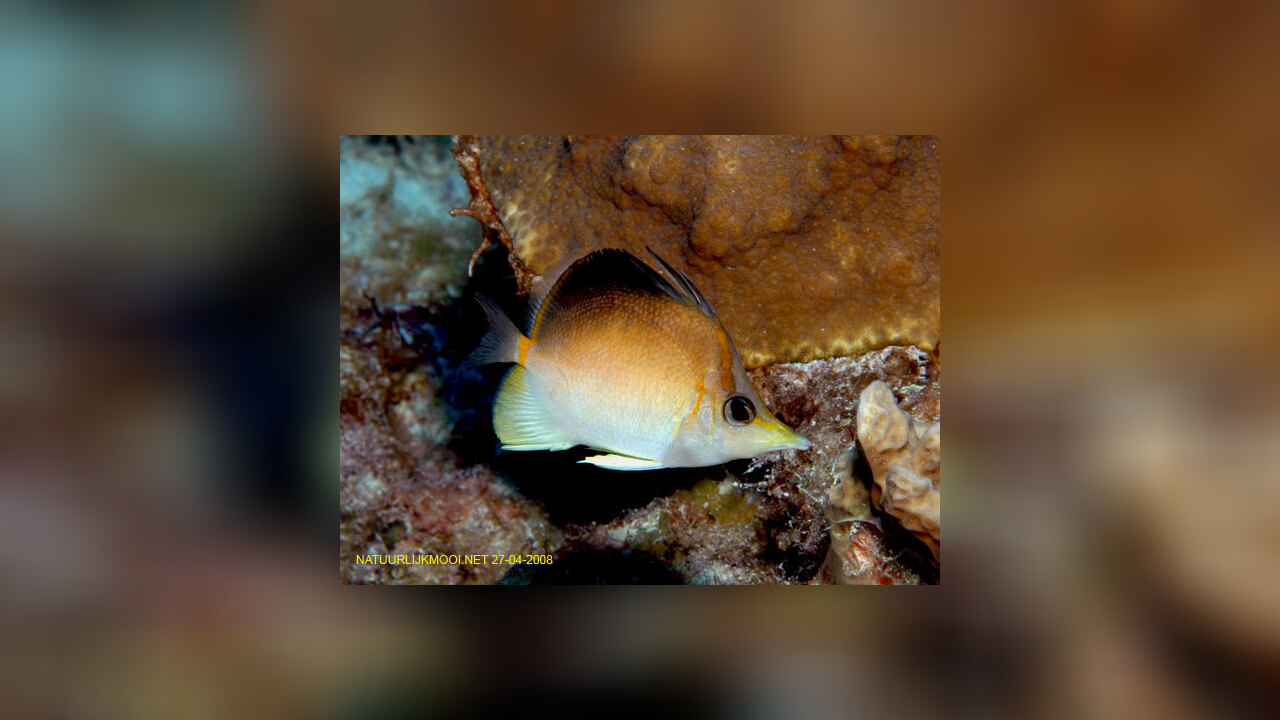 Prognathodes aculeatus Karibischer Langnasen-Falterfisch