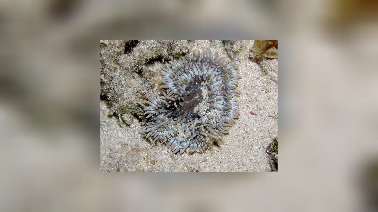 Heteractis malu Hawaii-Anemone