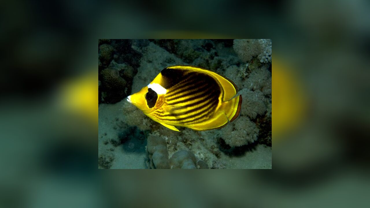 Chaetodon fasciatus Diagonal butterflyfish