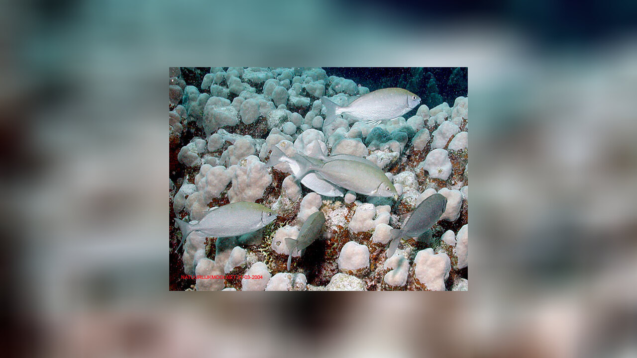 Siganus rivulatus Marbled Spinefoot, Rivulated rabbitfish