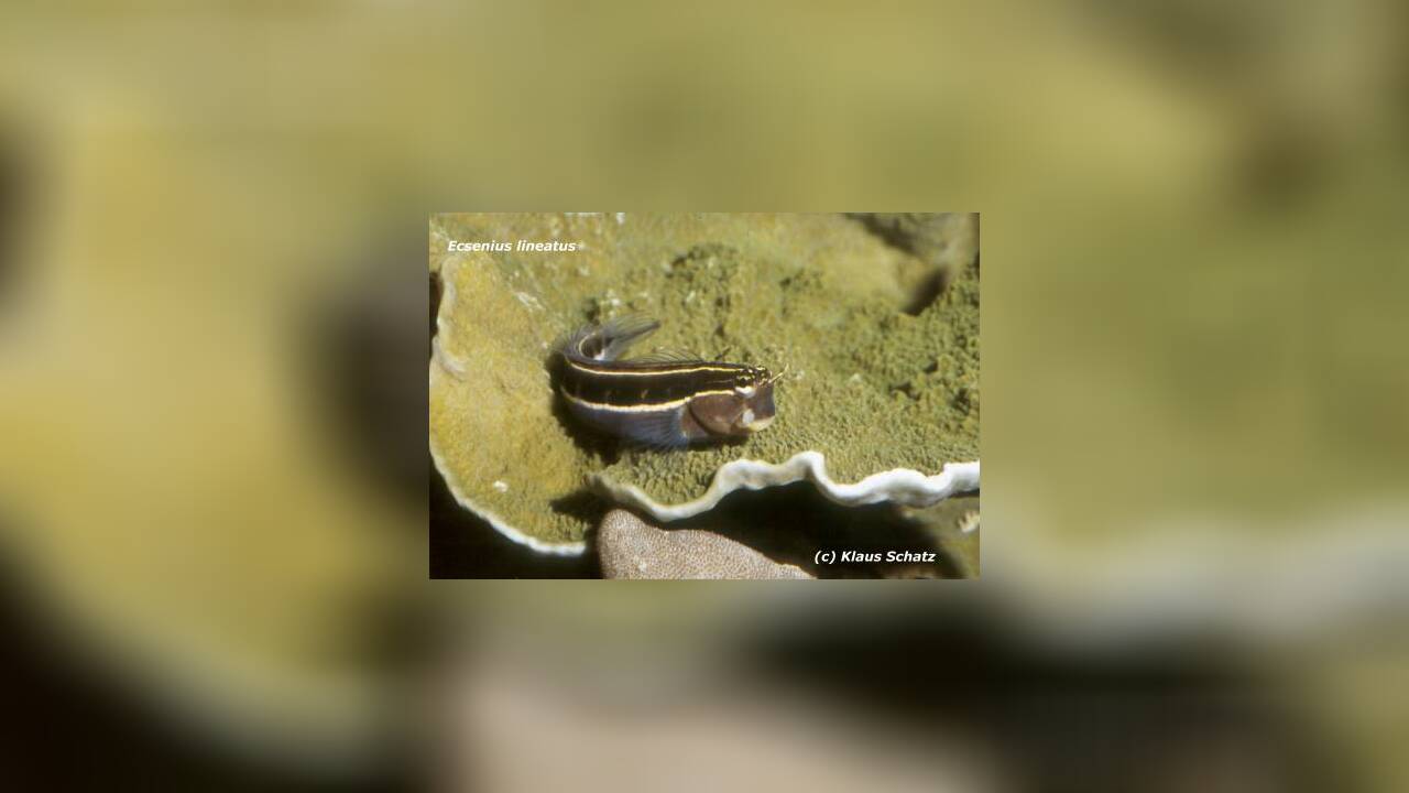 Ecsenius lineatus Linear Blenny, Lined Combtooth-Blenny