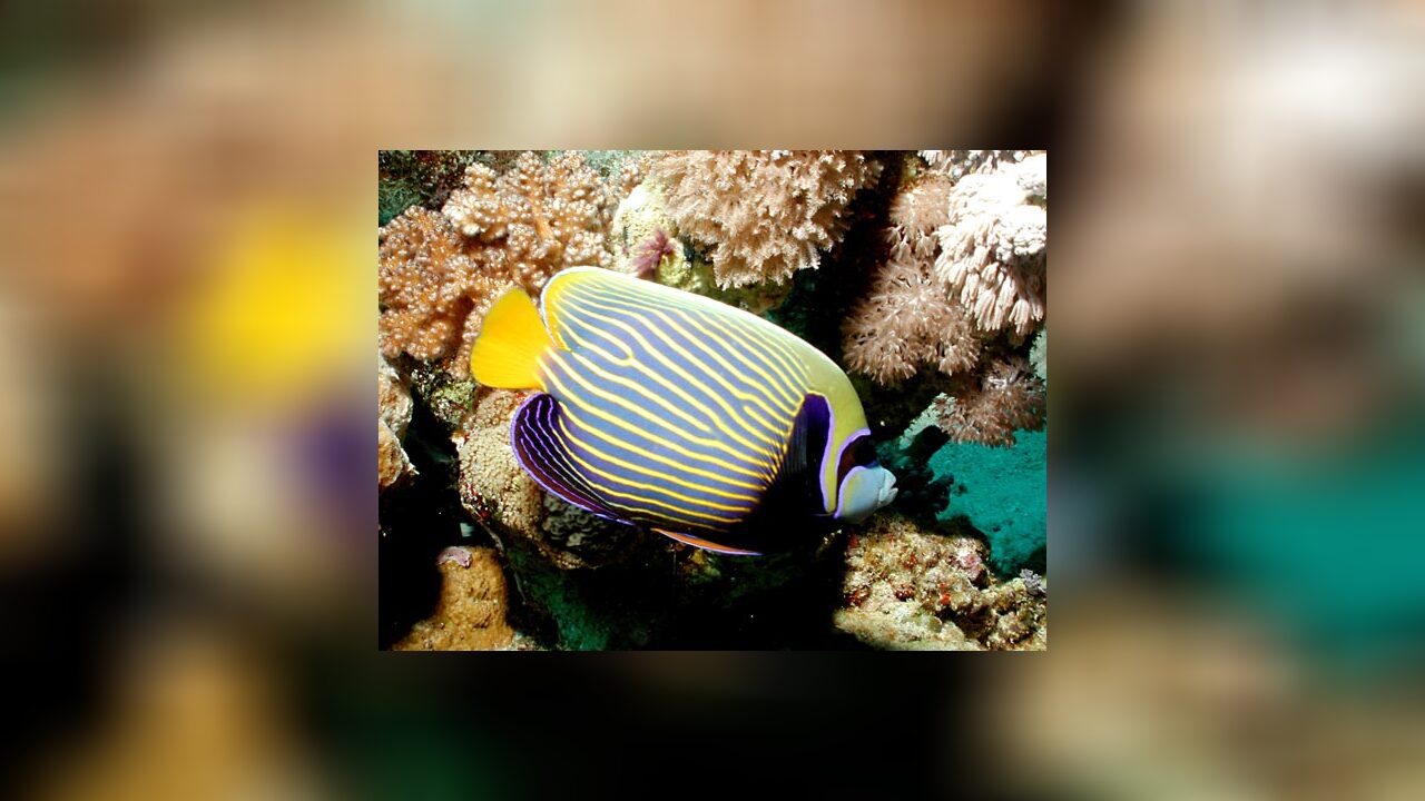 Pomacanthus imperator Imperator-Kaiserfisch