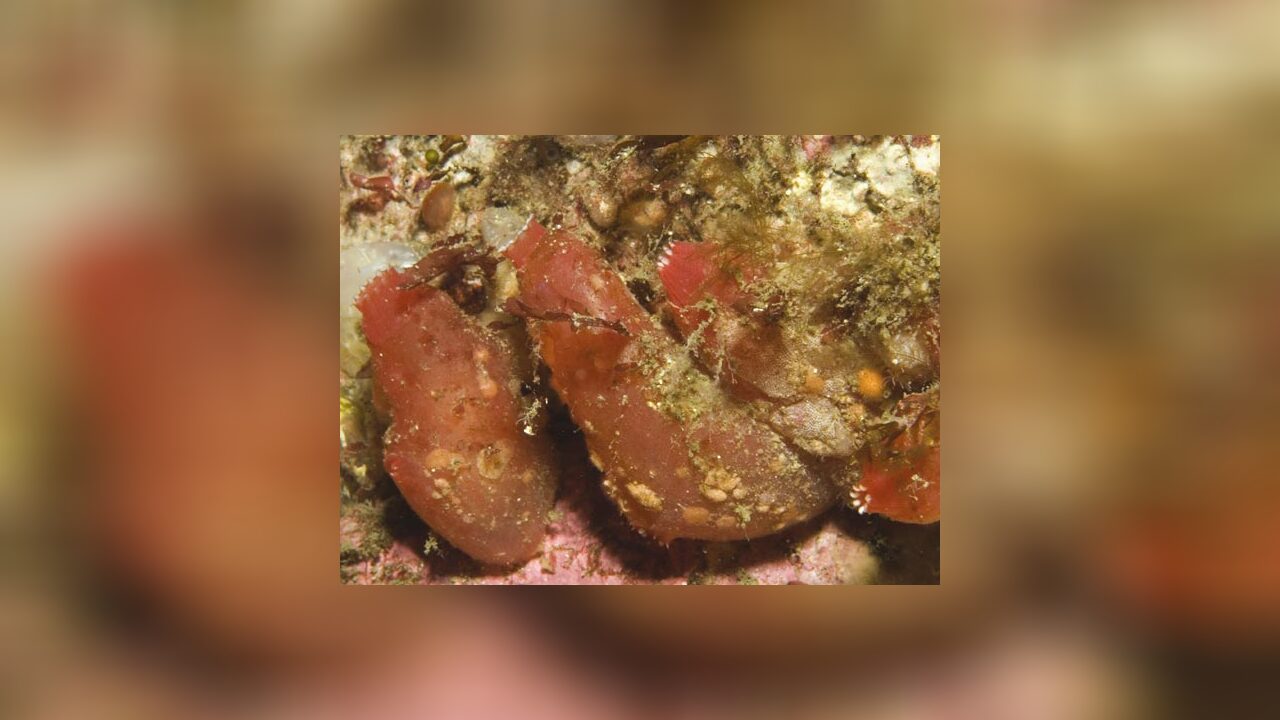 Ascidia mentula Sea Squirt