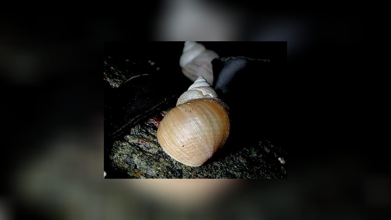 Littorina littorea Common Shore Periwinkle, Shore Periwinkle, Edible Winkle
