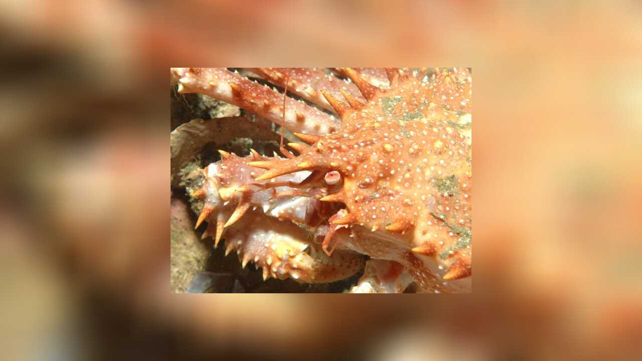 Lithodes maja King crab, Trollkrabbe, Stone crab, Deepsea king crab ...