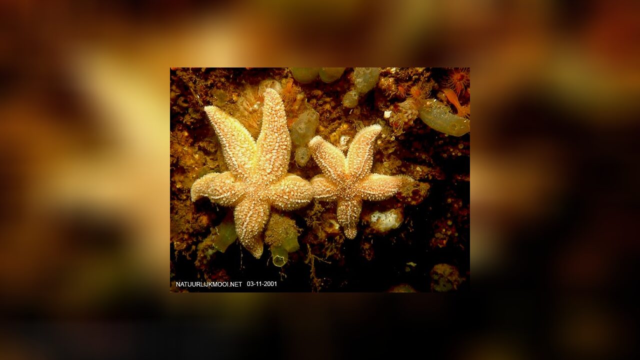 Asterias rubens Gemeiner Seestern