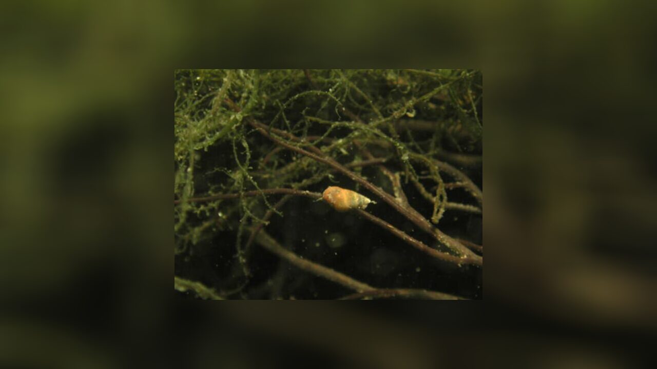 Peringia ulvae Laver Spire Shell