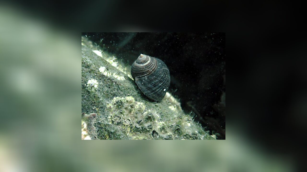 Littorina littorea Common Shore Periwinkle, Shore Periwinkle, Edible Winkle