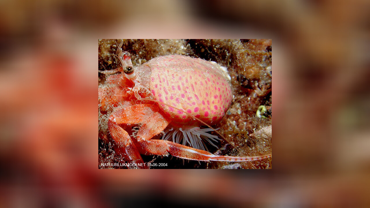Adamsia carciniopados Cloak anemone