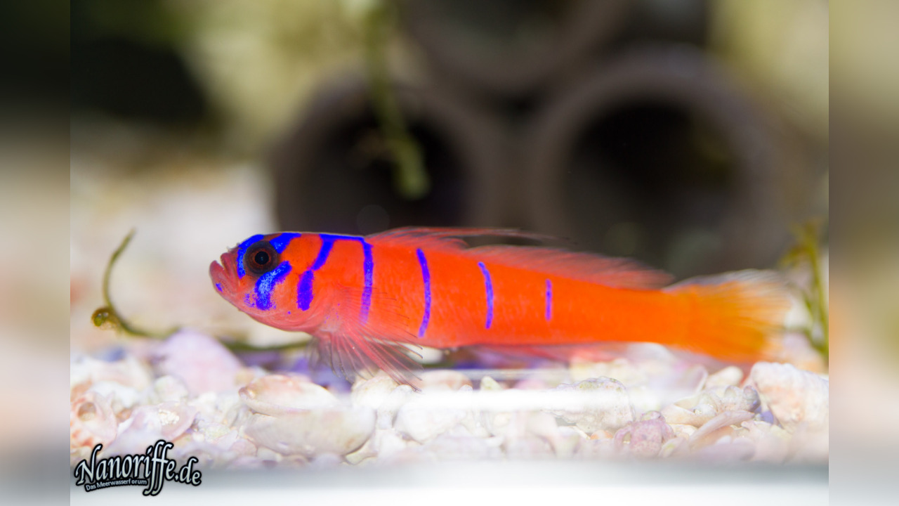 Lythrypnus dalli Bluebanded goby