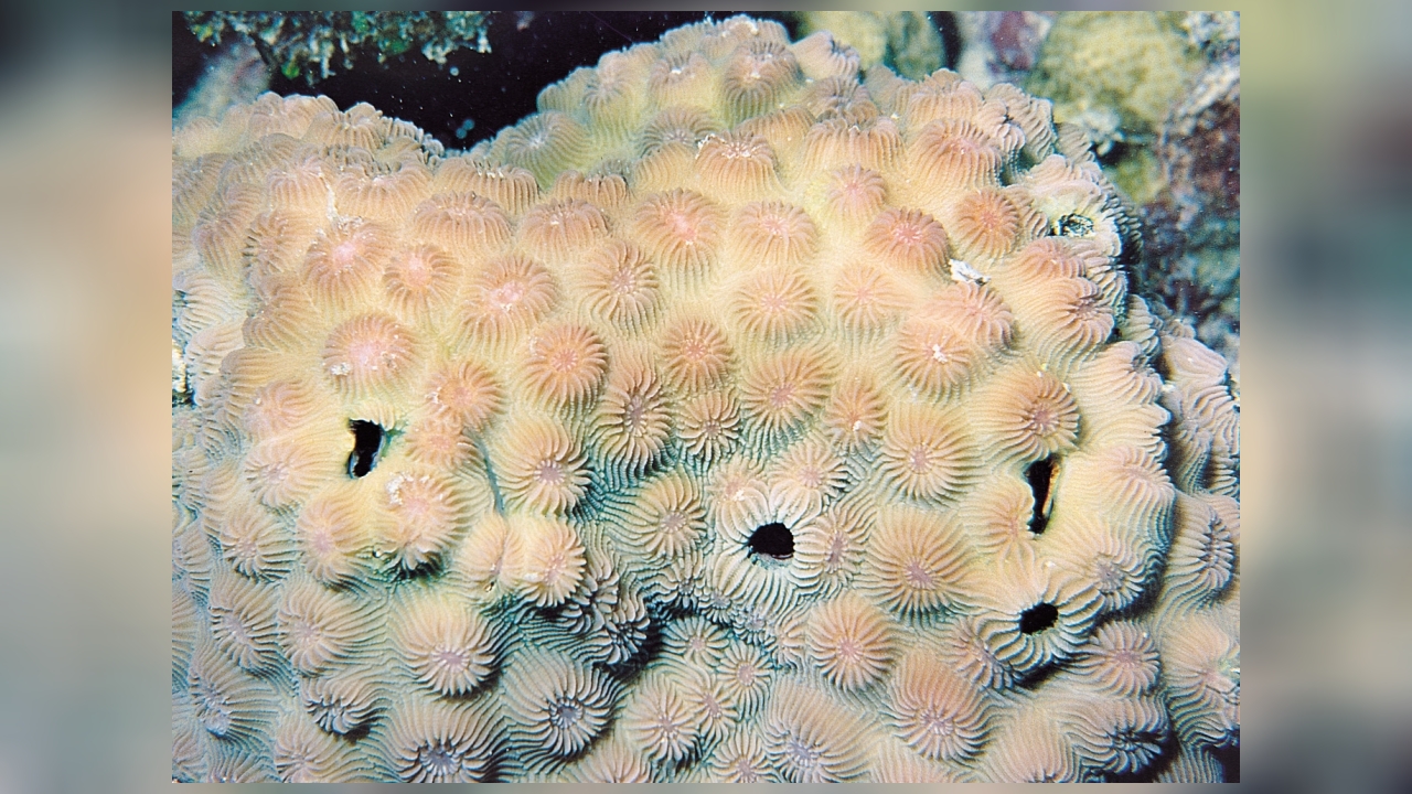Dipsastraea laxa Knob coral