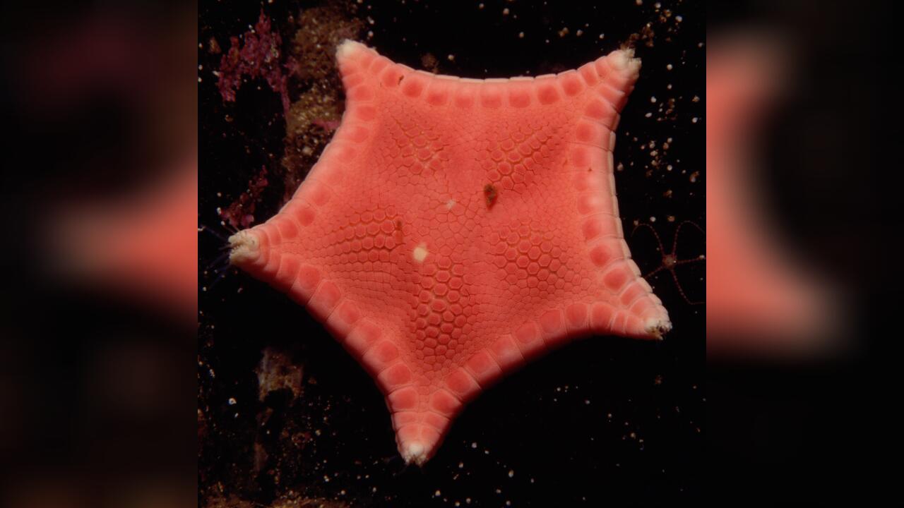 Ceramaster granularis Cushion Star