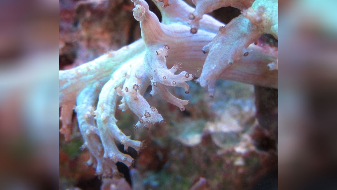 Sinularia sp. 02 Weichkoralle, gruen