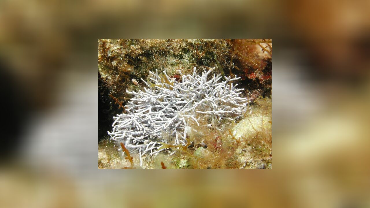 Amphiroa rigida Twig algae, red algae