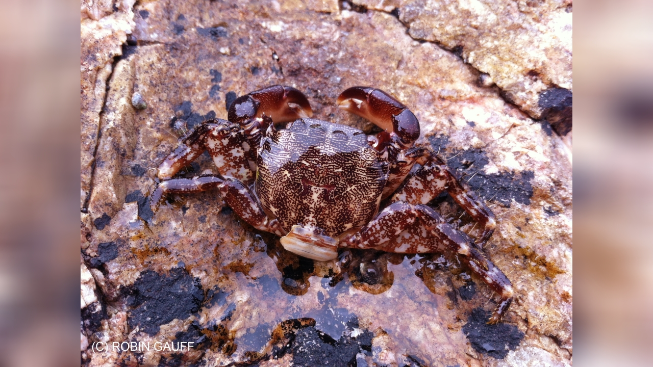 Pachygrapsus marmoratus marbled rock crab