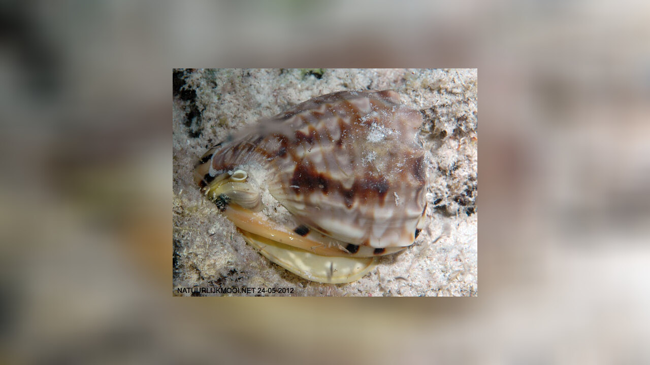 Cassis tuberosa Helmschnecke