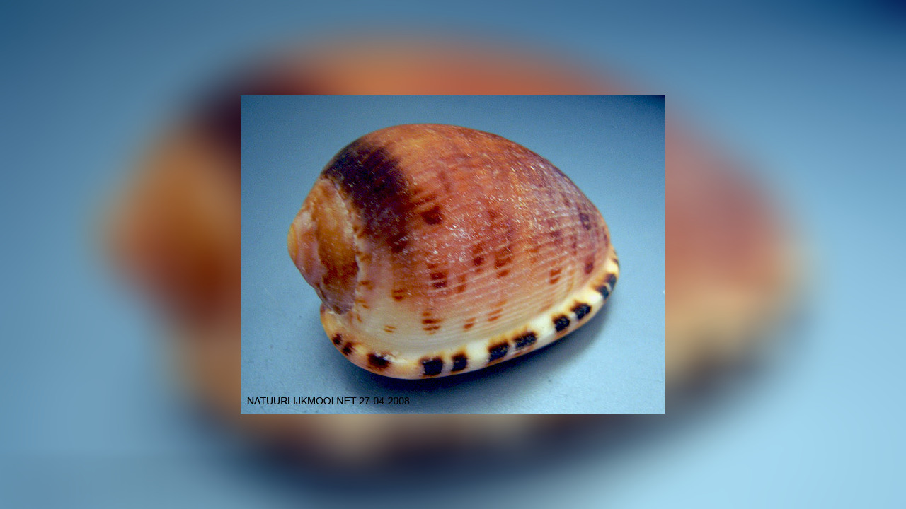 Cypraecassis testiculus Kauri-Helmschnecke