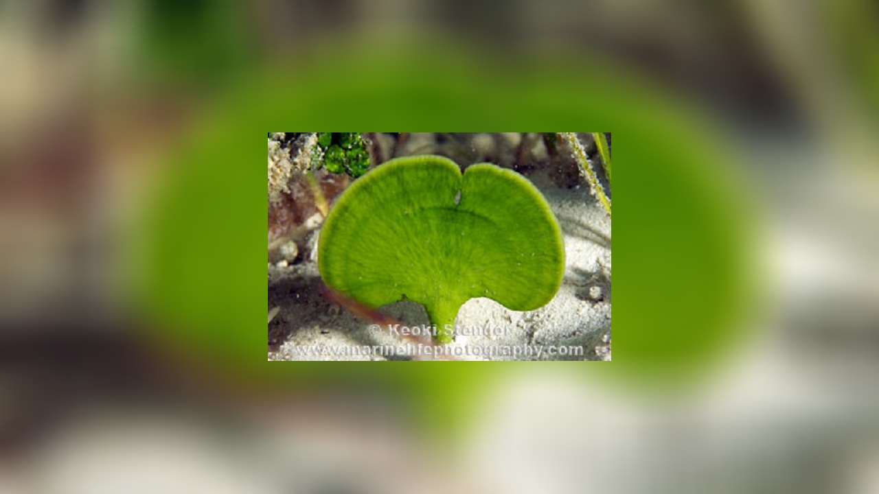 Avrainvillea nigricans Fan algae