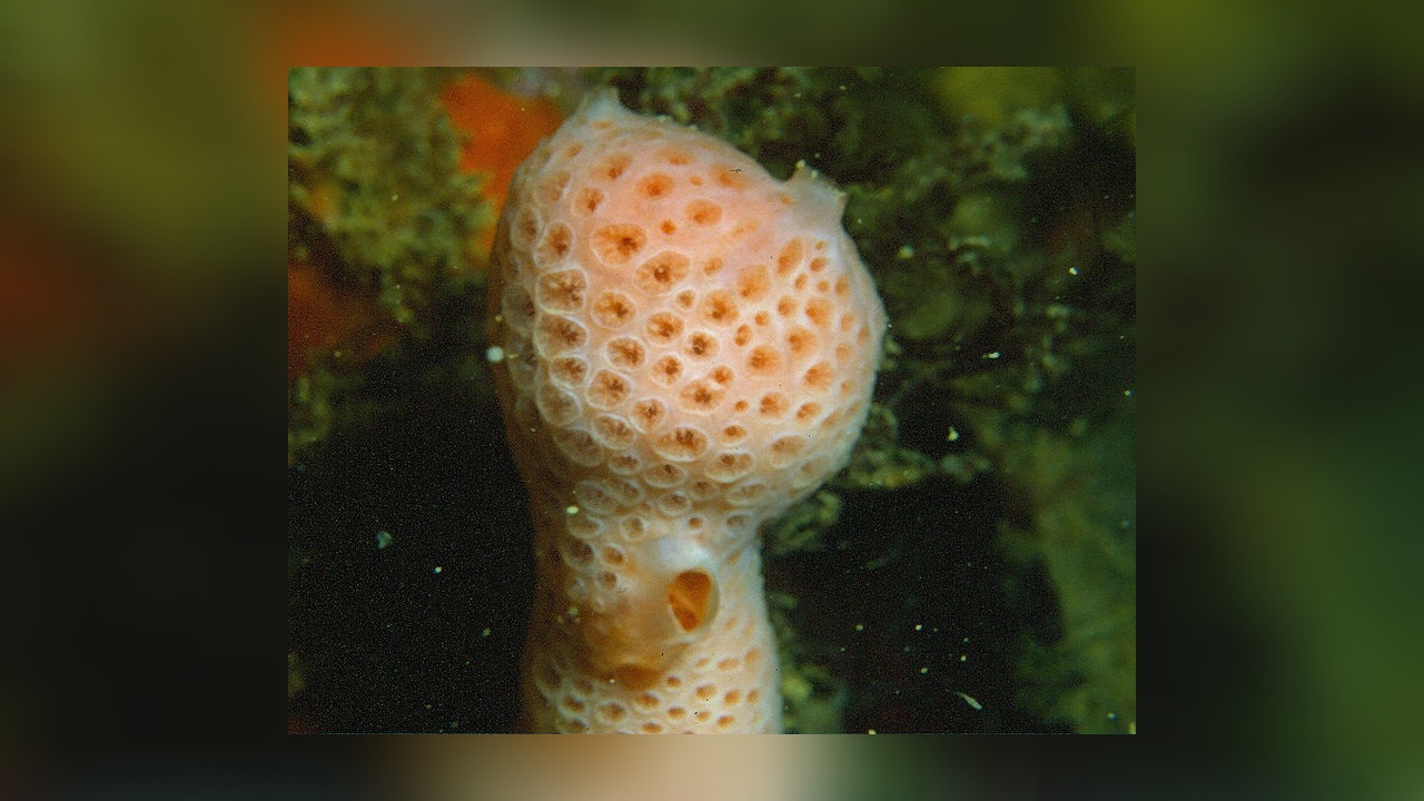 Hemimycale columella Kraterschwamm