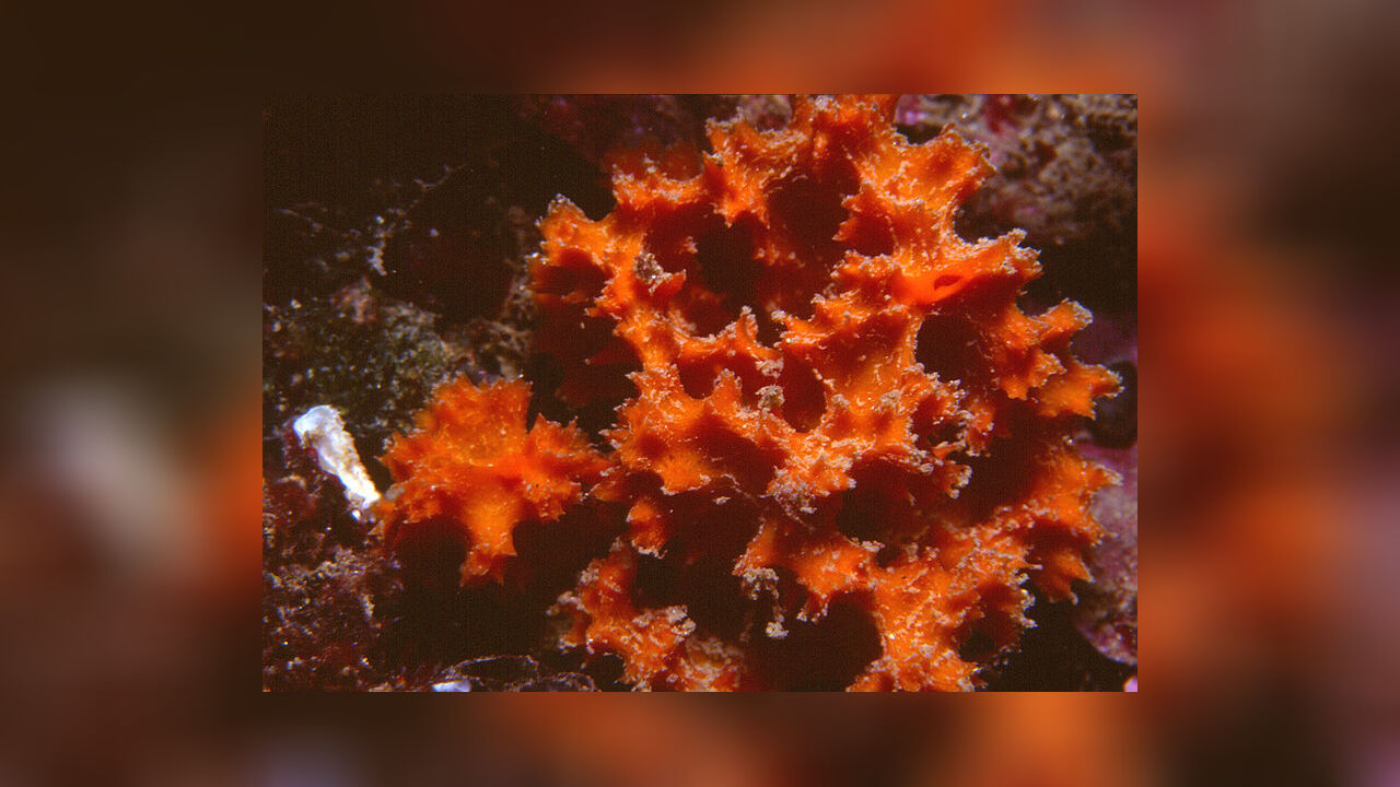 Acanthella acuta Orange Prickly-Sponge