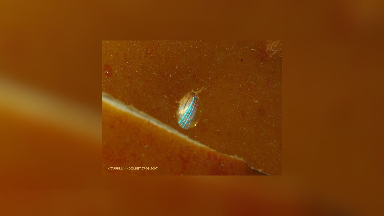 Patella pellucida blue-rayed limpet