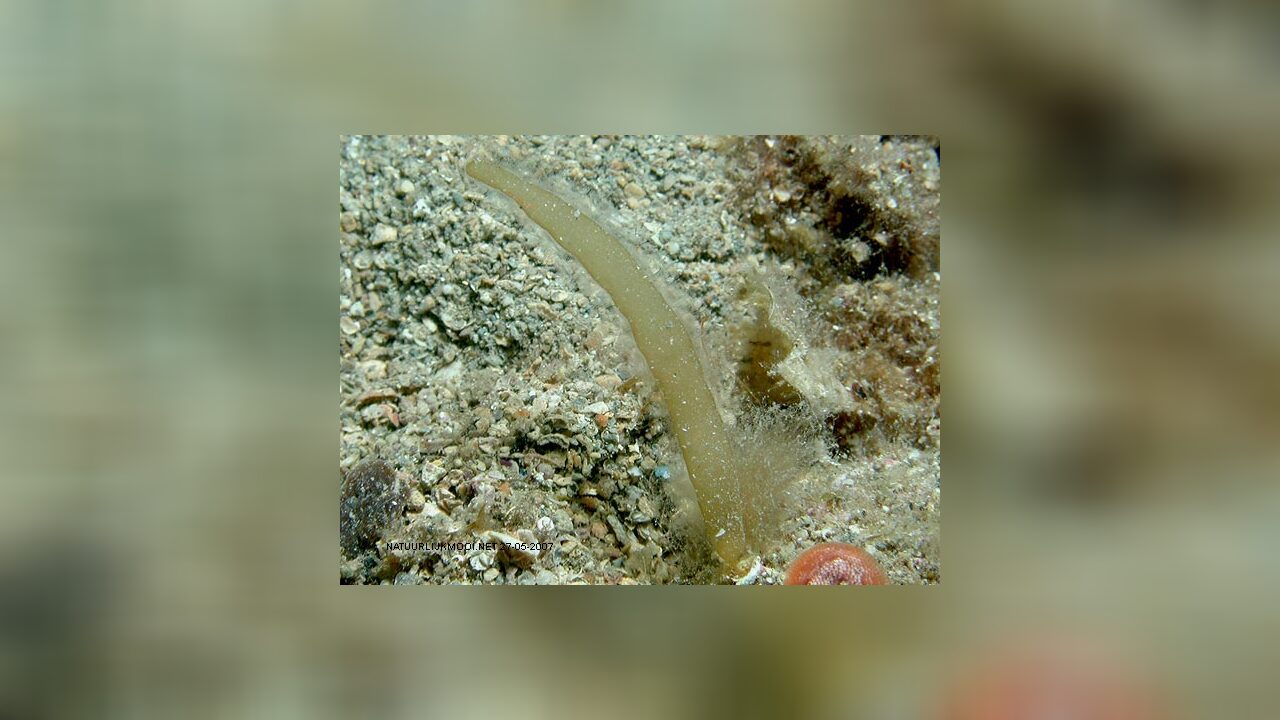 Asperococcus bullosus Braunalge