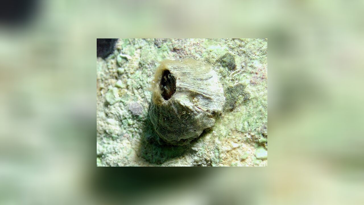 Balanus perforatus Südliche Seepocke