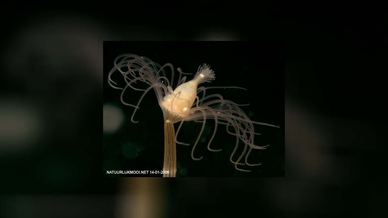 Corymorpha nutans Hydroid, sand polyp