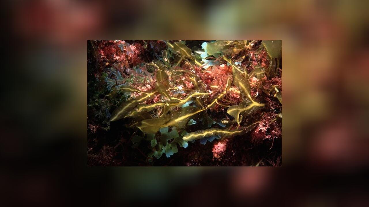 Dictyopteris polypodioides Algae