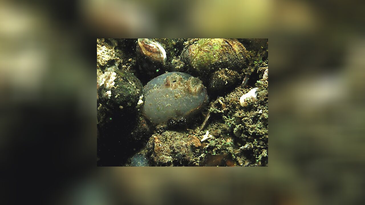 Molgula manhattensis Sea grapes